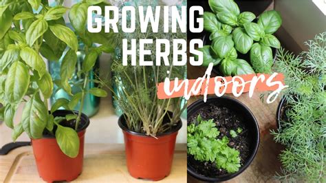 grow your own kitchen herbs simple and easy steps youtube