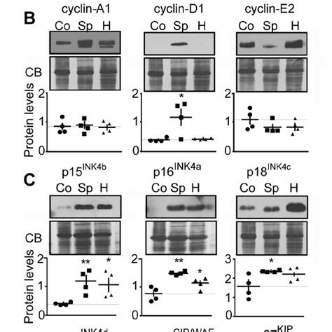 Gene Expression Analysis Of Cell Cycle Regulators In Malignant And Download Scientific Diagram