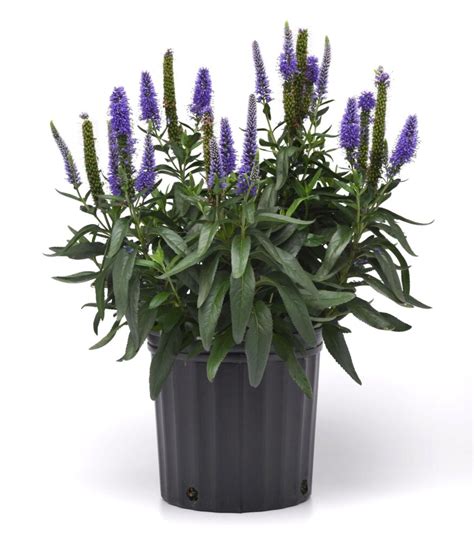 Veronica Skyward™ Blue Moss Greenhouses
