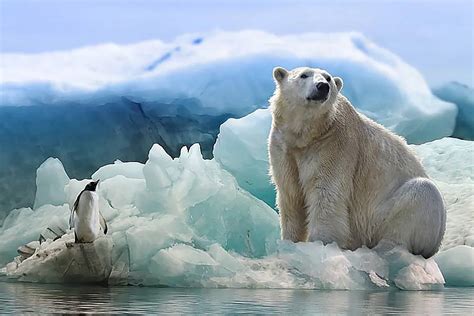 Las curiosidades del Día Polar
