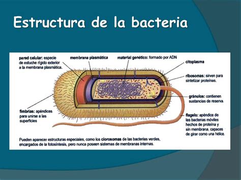 Ppt Microorganismos Y Sistemas De Defensa Powerpoint Presentation
