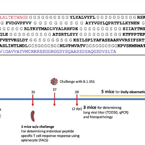 A Assembled Vaccine Construct Containing A Secretion Signal Sequence