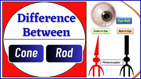 Difference Between Cone And Rod Eye Eyes Biology Bivkedar YouTube
