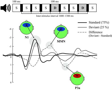Three Expected Erp Components And Their Grand Averaged Waveforms And