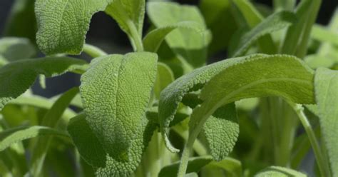 A Comprehensive List Of Psychoactive Plants 1upmaps Psychedelic