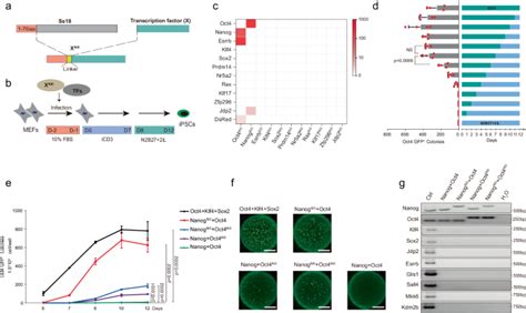 Engineering Mouse Cell Fate Controller By Rational Design Nature Communications