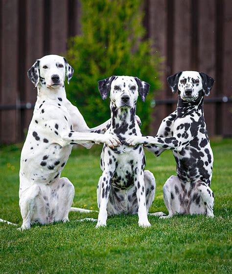 14 Reasons Why Dalmatians Are The Best Dogs Ever Pet Reader