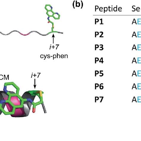 Design Of Peptides P1 P7 A Cartoon Showing The Proposed Mode Of Download Scientific Diagram