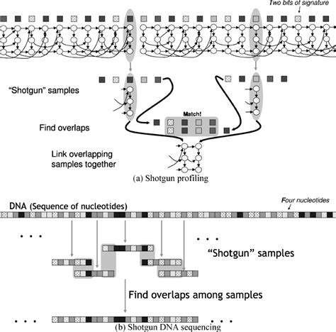 Shotgun Profiling And Dna Sequencing A The Shotgun Profiler Works By