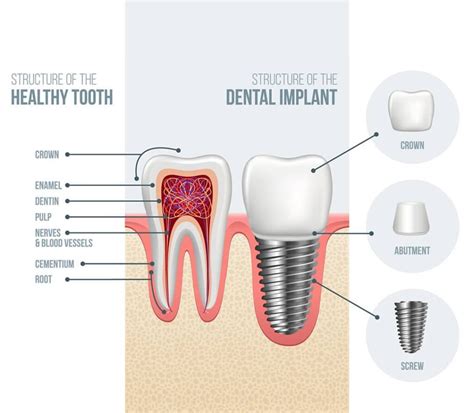 Structure Of The Healthy Tooth Dentist Oakland Park Fl