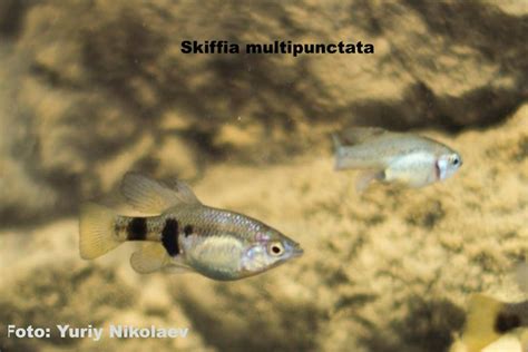 Skiffia multipunctata (Скифия многопятнистая) | ВСЕ О ПРЕСНОВОДНЫХ РЫБАХ