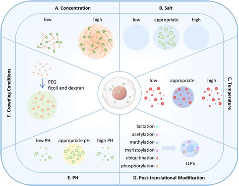 Phase Separation A New Dimension To Understanding Tumor Biology And Therapy Wang 2025