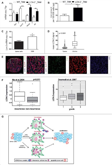 Lcn 2 Is Predominantly Expressed In Tam And Enhances Tumor Progression