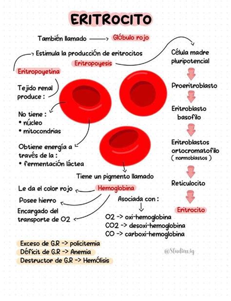 Eritrocito Studiessig Udocz