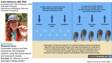 Limiting Factor Ecology