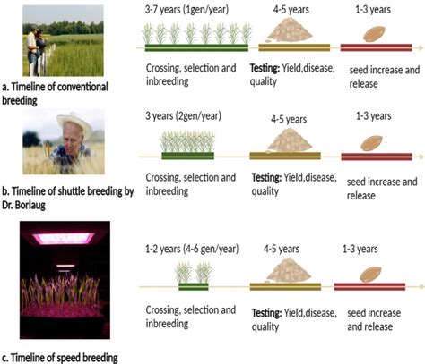 Timeline Comparison Of Speed Breeding With Other Breeding Techniques Download Scientific Diagram