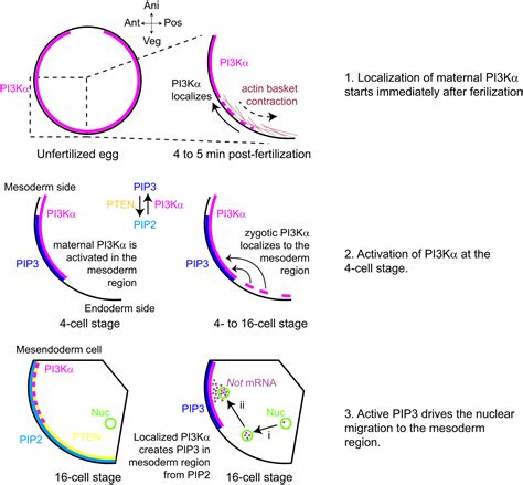 Polarization Of Pi3k Activity Initiated By Ooplasmic Segregation Guides Nuclear Migration In The