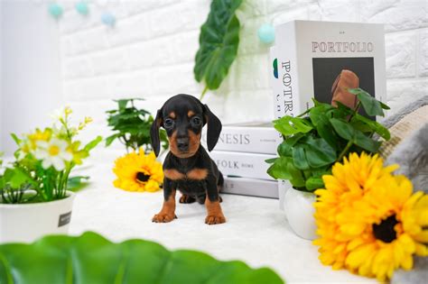 닥스훈트분양 사랑스러운 애기 강아지 요요 강아지분양 고양이분양 컴투펫 시츄 셔틀랜드쉽독 말티푸 미니핀 치와와 요크셔테리어 포메라니안 말티즈 분양