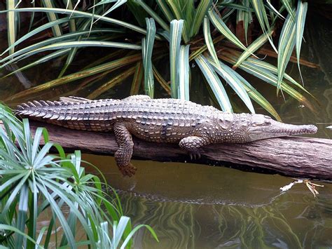 Johnson Krokodil Wikipédia