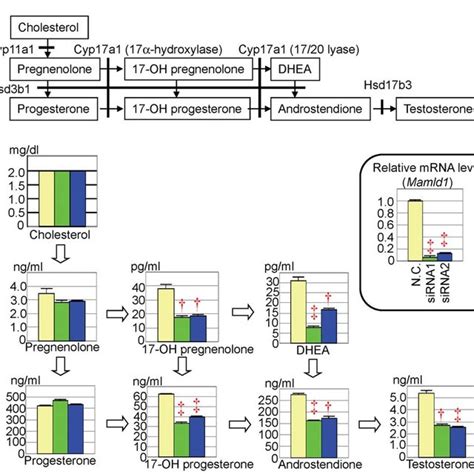 A Steroid Metabolic Pathway From Cholesterol To Testosterone And