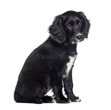 Puppy Crossbreed Cocker Spaniel Cross With A Australian Shepherd Stock