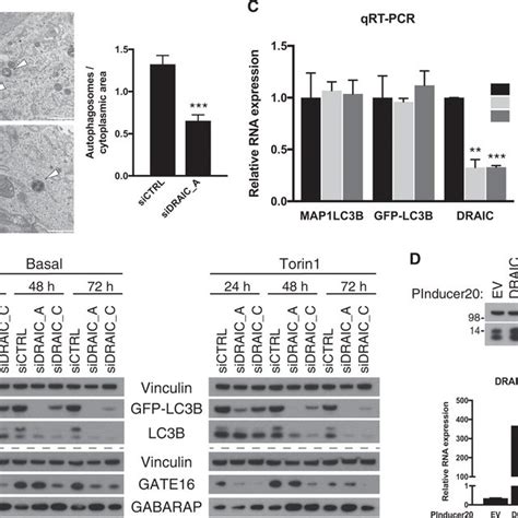 A Growth Curve Analysis Of Mcf 7 Gfp Lc3b Cells 72 H Post Transfection