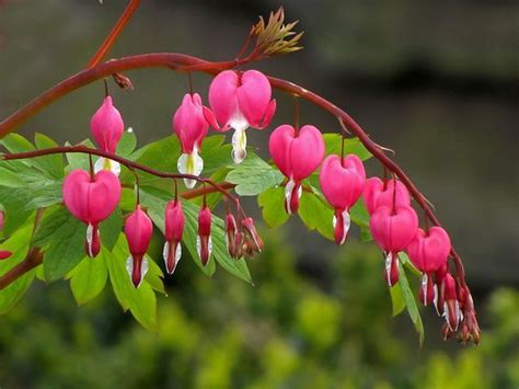 Shade Loving Zone Plants Plants And Shrubs That Grow In Zone Shade Artofit