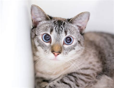 Cats Pupils Always Dilated Understanding Cat Eye Dilation Causes And Concerns Wfijtd