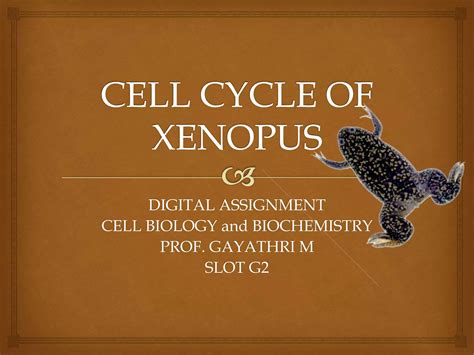 Cell Cycle Of Xenopus Pptx