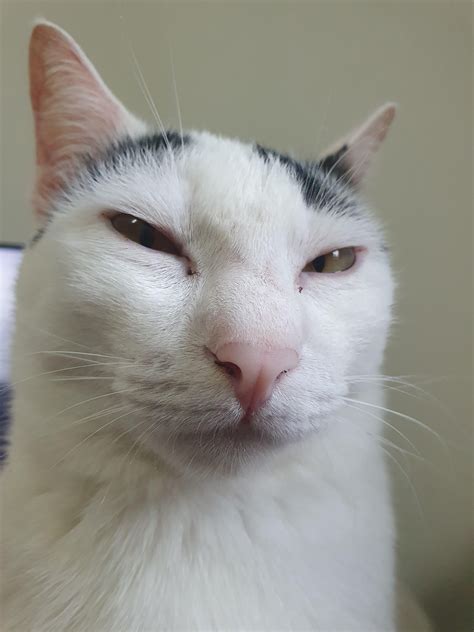 10 Angry Cat Memes Cat Memes 29 10 15 2024 Thunder Dungeon The