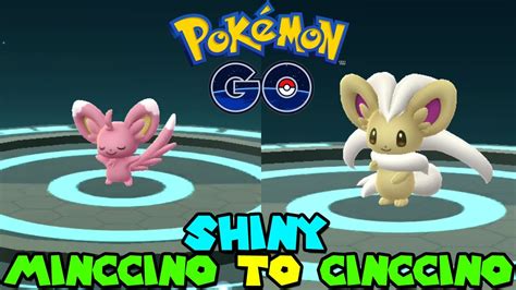 Evolving Shiny Minccino To Shiny Cinccino In Pokemon Go Special Field