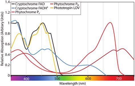 Absorption Spectra For Phytochrome Cryptochrome And Phototropin