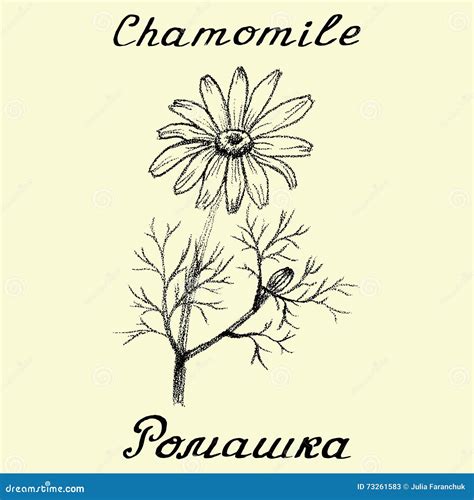 Chamomile Drawing And Hand Lettering Stock Illustration Illustration Of Camomile Friendly