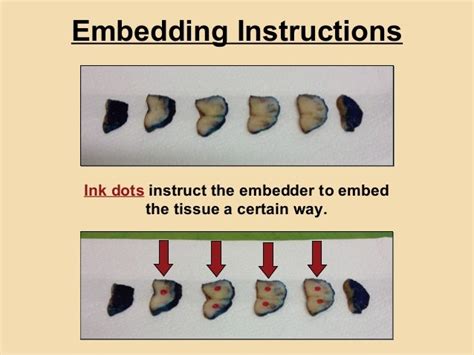 Histopathology In Practice Sample Reception Dissection Processing