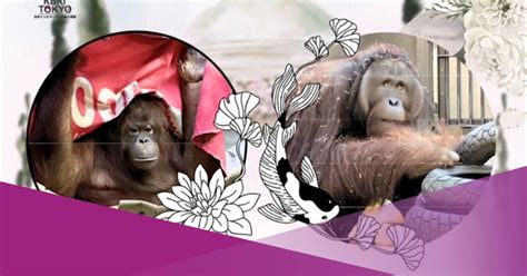 Jennifer And Hayato Meet The Bornean Orangutans At The Centre Of A