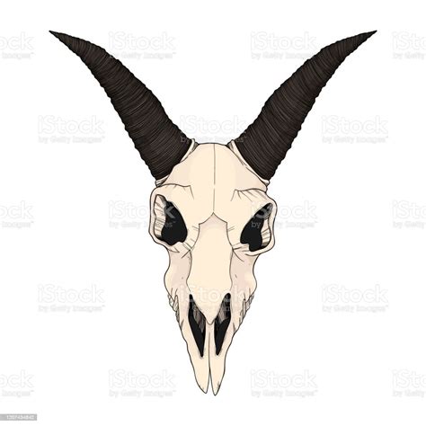 손으로 그린 벡터 염소 두개골의 다채로운 그림 흰색 배경에 고립 윤곽 램 두개골 색상 0명에 대한 스톡 벡터 아트 및 기타 이미지 0명 검은색 그래픽 프린트 Istock