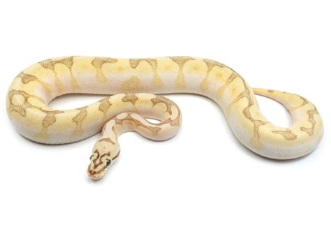 Enchi Lesser Bee Malum Ball Python By Nerd