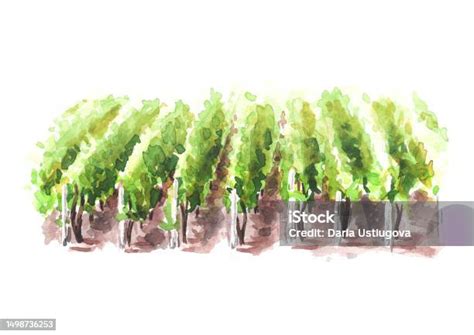 포도밭의 풍경입니다 손으로 그린 수채화 그림 흰색 배경에 격리 수채화에 대한 스톡 벡터 아트 및 기타 이미지 수채화