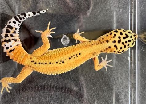 My Leo’s Morph? : r/leopardgeckos