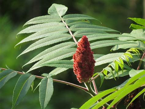 Do African Sumac Trees Have An Invasive Root System Opera Residences