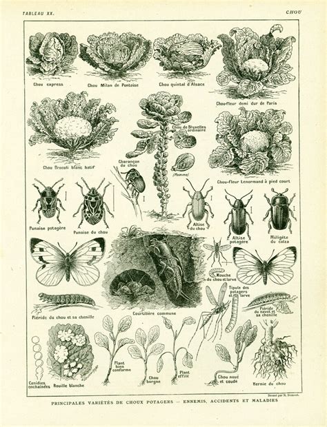 1922 Antique Cabbage Print Identification Chart Vintage Gardening