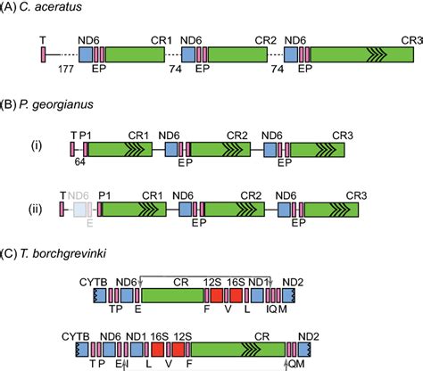Duplication Topology A Region Showing The Tandem Duplicated Block Download Scientific