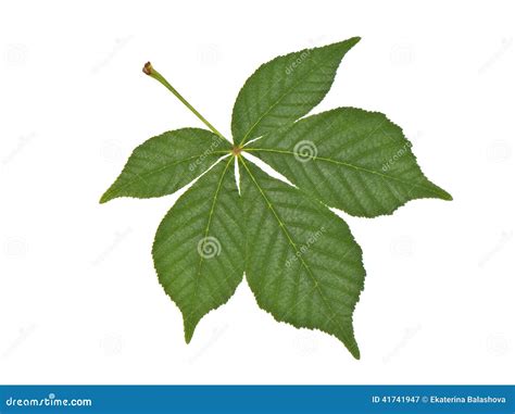 Buckeye Leaf Stock Image Image Of Horse Leafage Tree 41741947