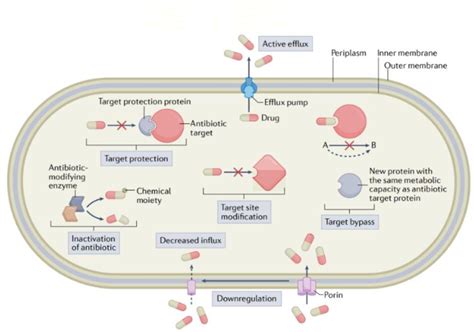 Figure 2 From Isolation And Characterization Of Lytic Bacteriophages
