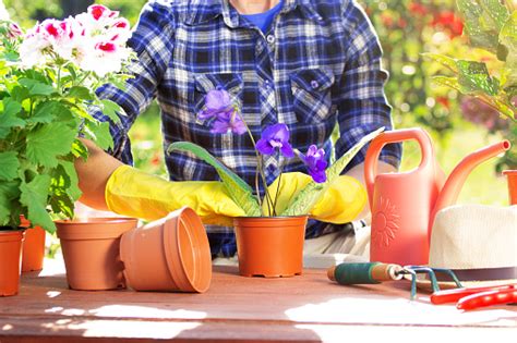 봄 시간입니다 체크 무늬 셔츠와 고무 장갑에 정원사의 손의 초상화 정원 작업 공간에 냄비에 꽃 심기는 플로리스트 여자 개념입니다 개념에 대한 스톡 사진 및 기타 이미지