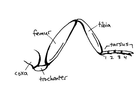 Its A Bugs Life Learn How To Identify Japanese Beetle Females
