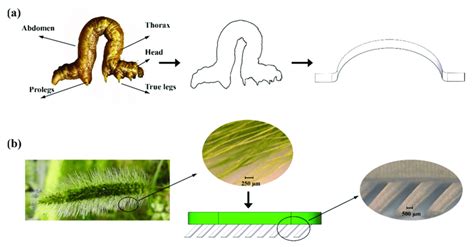 Structure Of A Bio Inspired Soft Crawling Robot A Inchworm Inspired Download Scientific