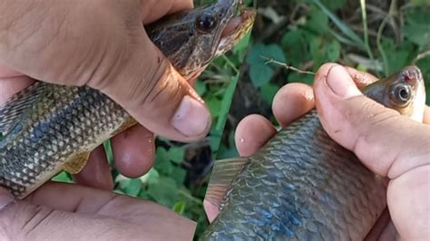 🇧🇴pescando En Santa Cruz Boga Y Benton En Clara Chuchio Youtube