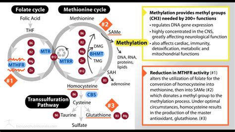 Newsletter Aug 2020 Methylation Biospec Nutritionals