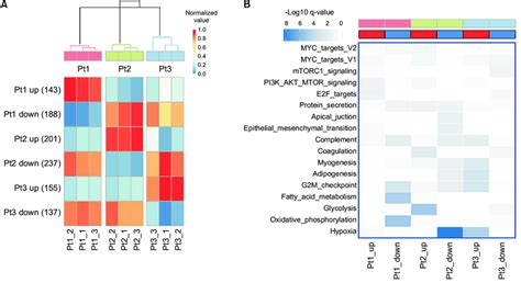 a hierarchical clustering of prostate tissue proteins in the nine